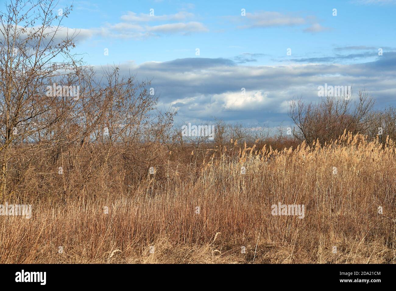 Dry autumn meadow and bushland Stock Photo - Alamy