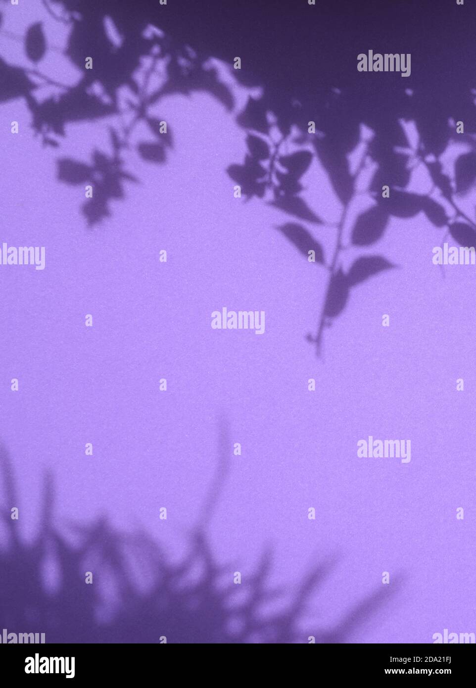 Shadow of foliage on purple background. Transparent soft light and ...