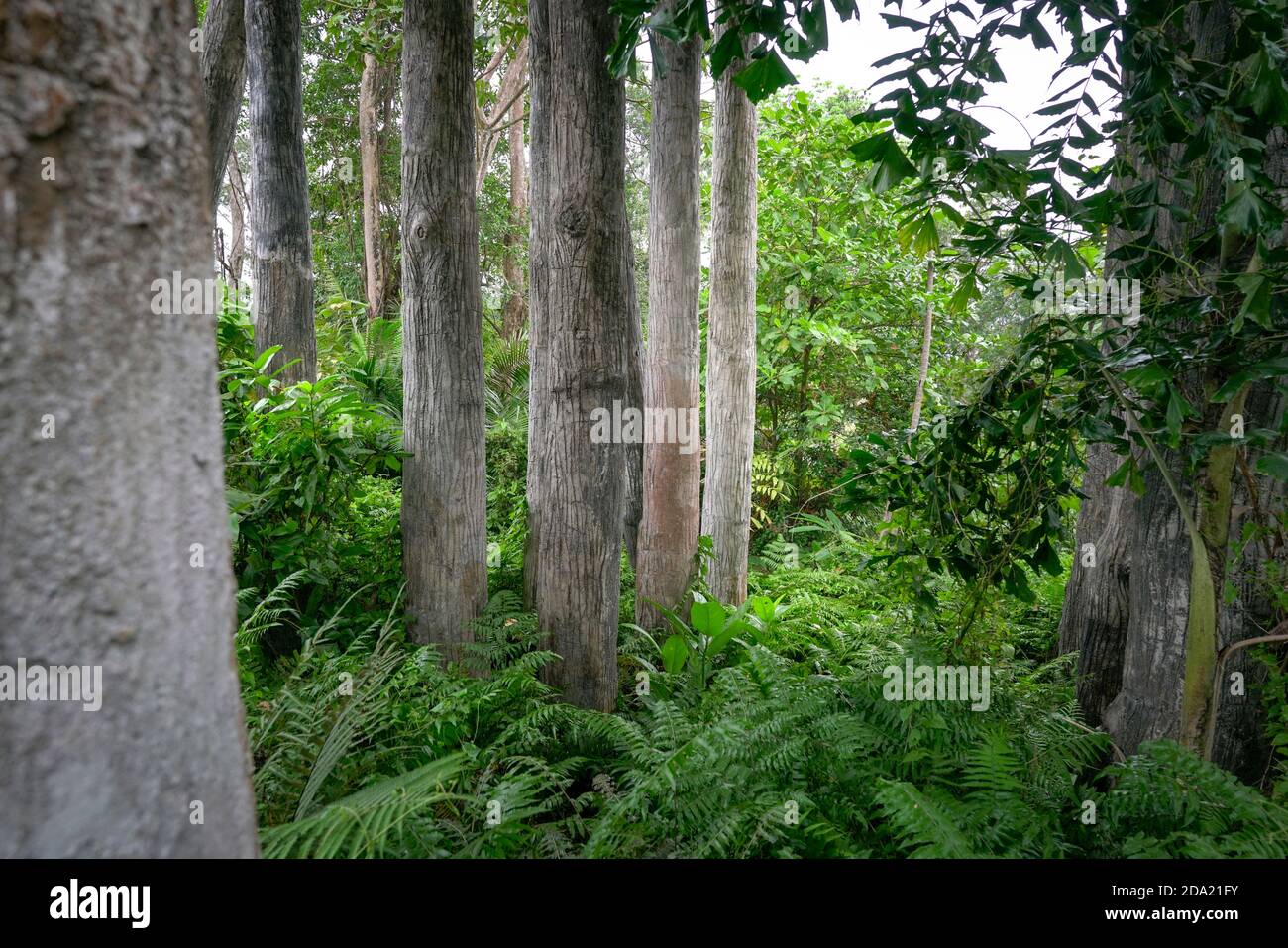 Beautiful deforestation hi-res stock photography and images - Alamy