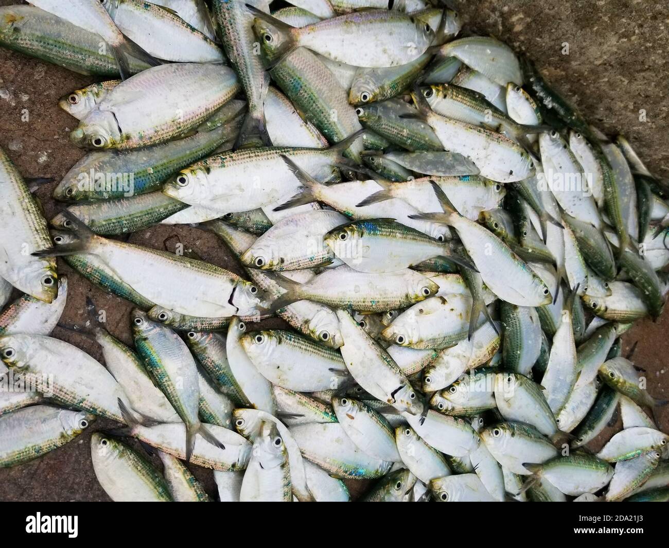 A pile of live mullet on top of the ground Stock Photo - Alamy