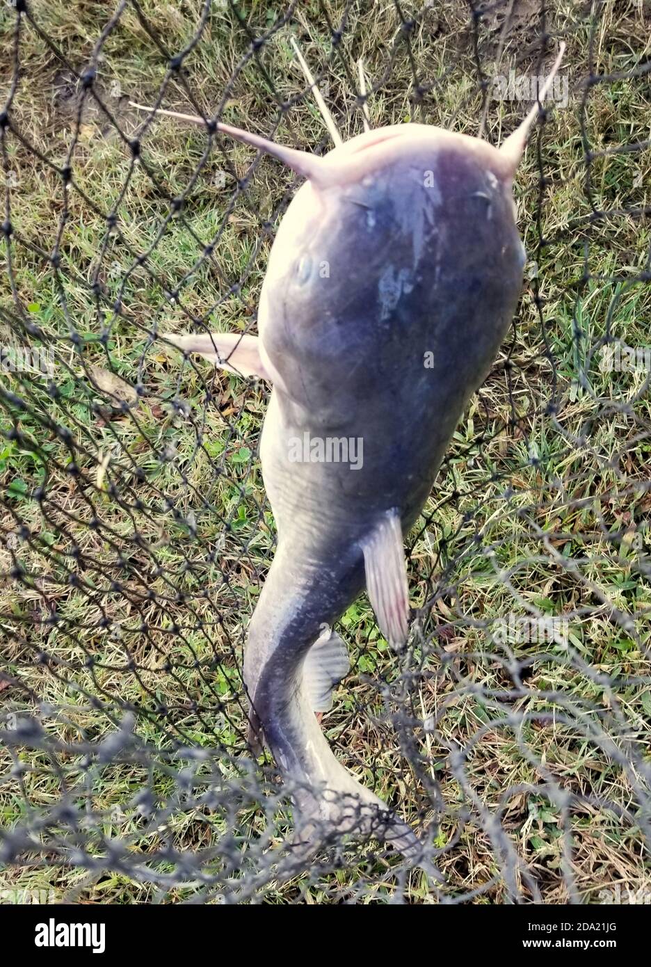 A big channel catfish inside a fishing net Stock Photo - Alamy