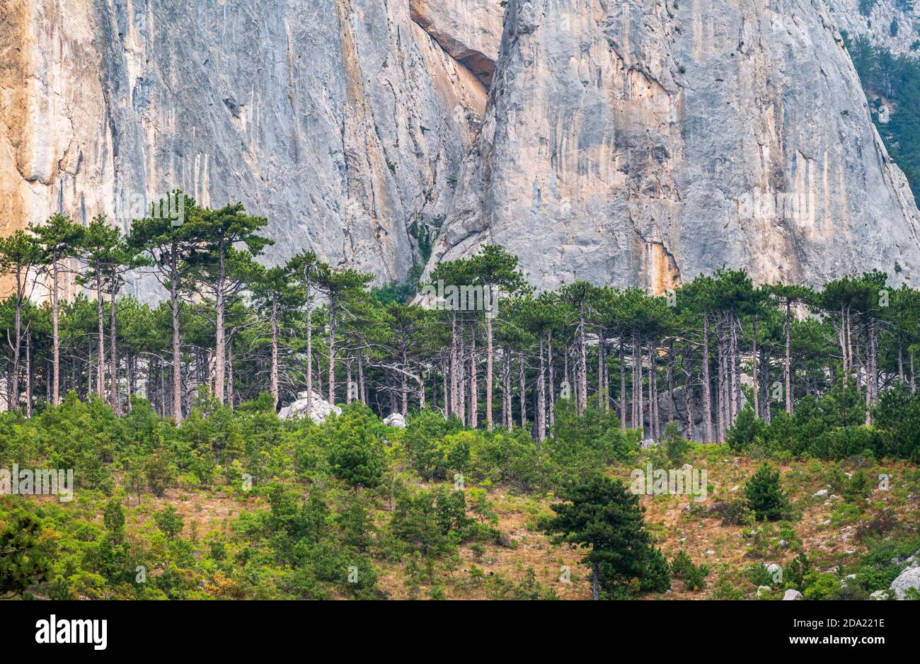 Detail of a steep rocky wall with green fir trees in the mountains ...