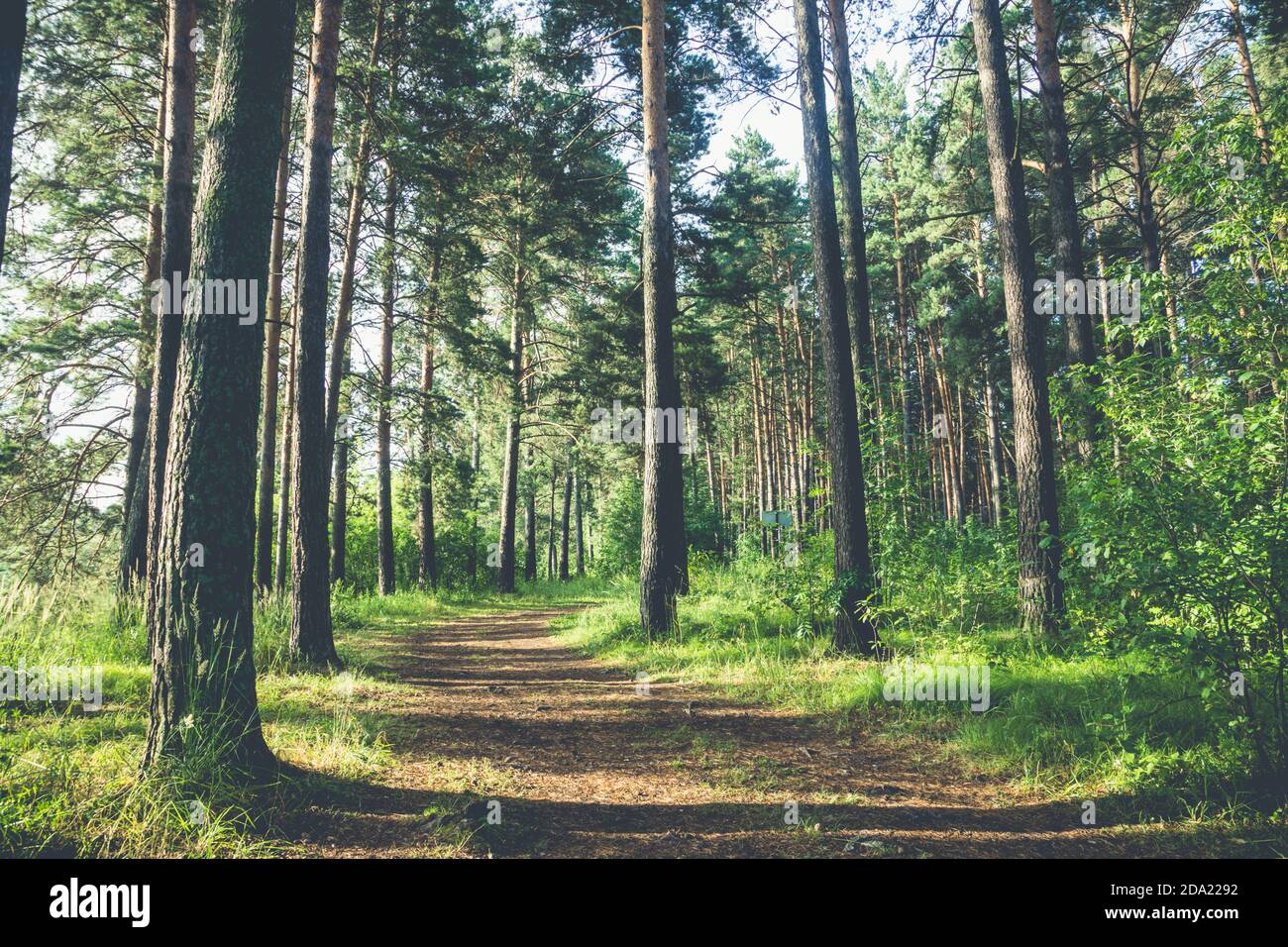 Pathway through beautiful forest with different trees Stock Photo - Alamy