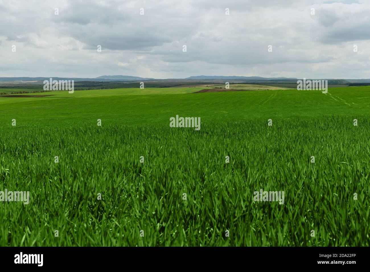 Beautiful endless field of green young sprouting grass against the sky ...