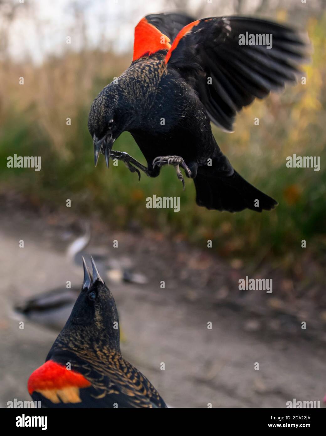 Blackbird flying isolated hi-res stock photography and images - Alamy