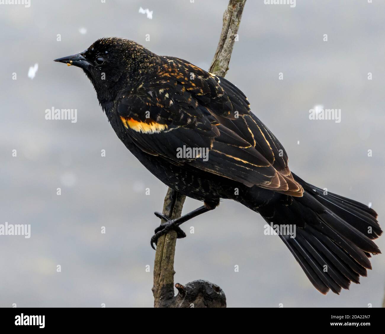 Cute male red winged blackbird sitting on a branch in the snowfall ...