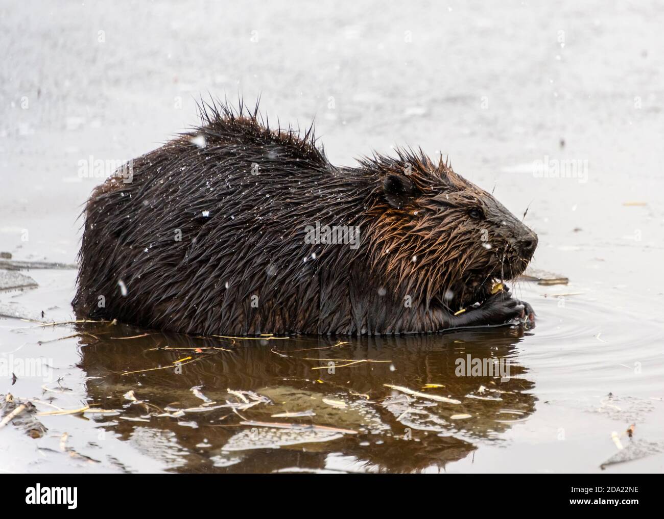 Beautiful full grown brown furred beaver in the snowfall. Winter ...