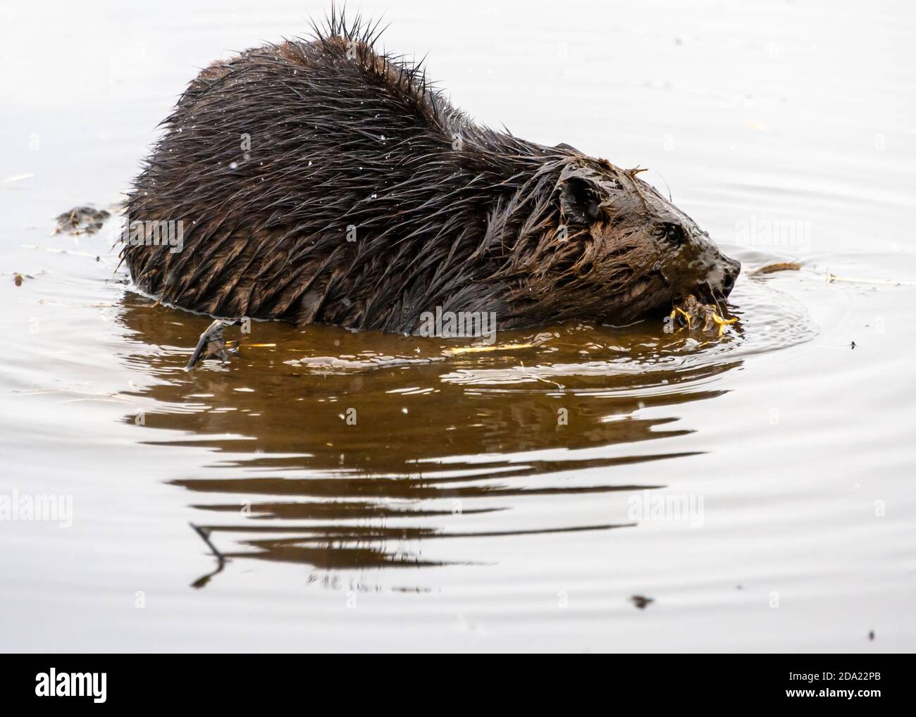 Beautiful full grown brown furred beaver in the snowfall. Winter ...