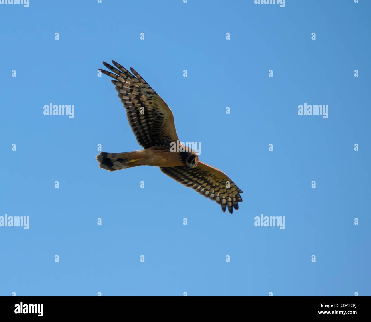 Northern harrier flying against the blue sky. This bird of prey has ...