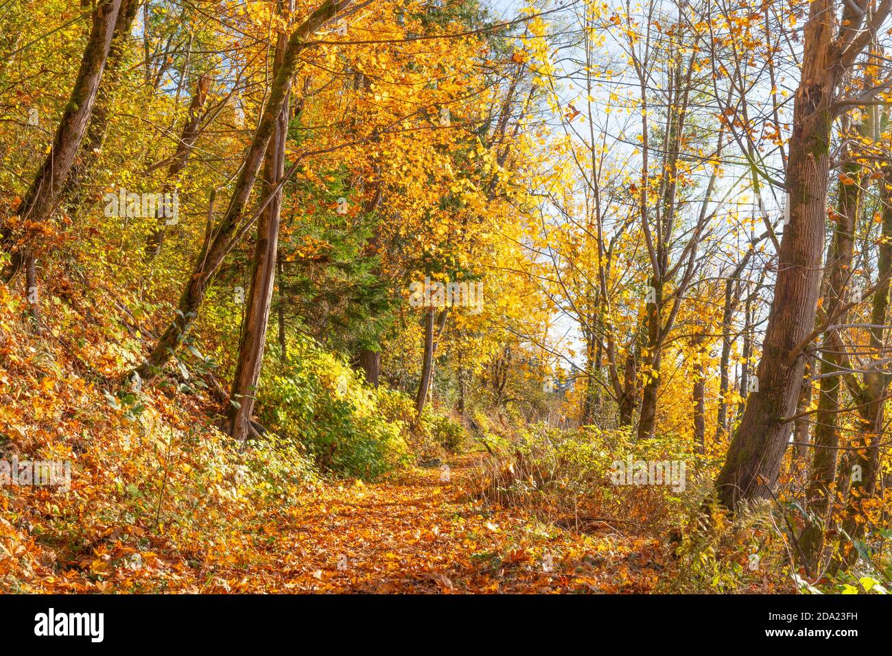Autumn leaves on trail in forest Stock Photo - Alamy