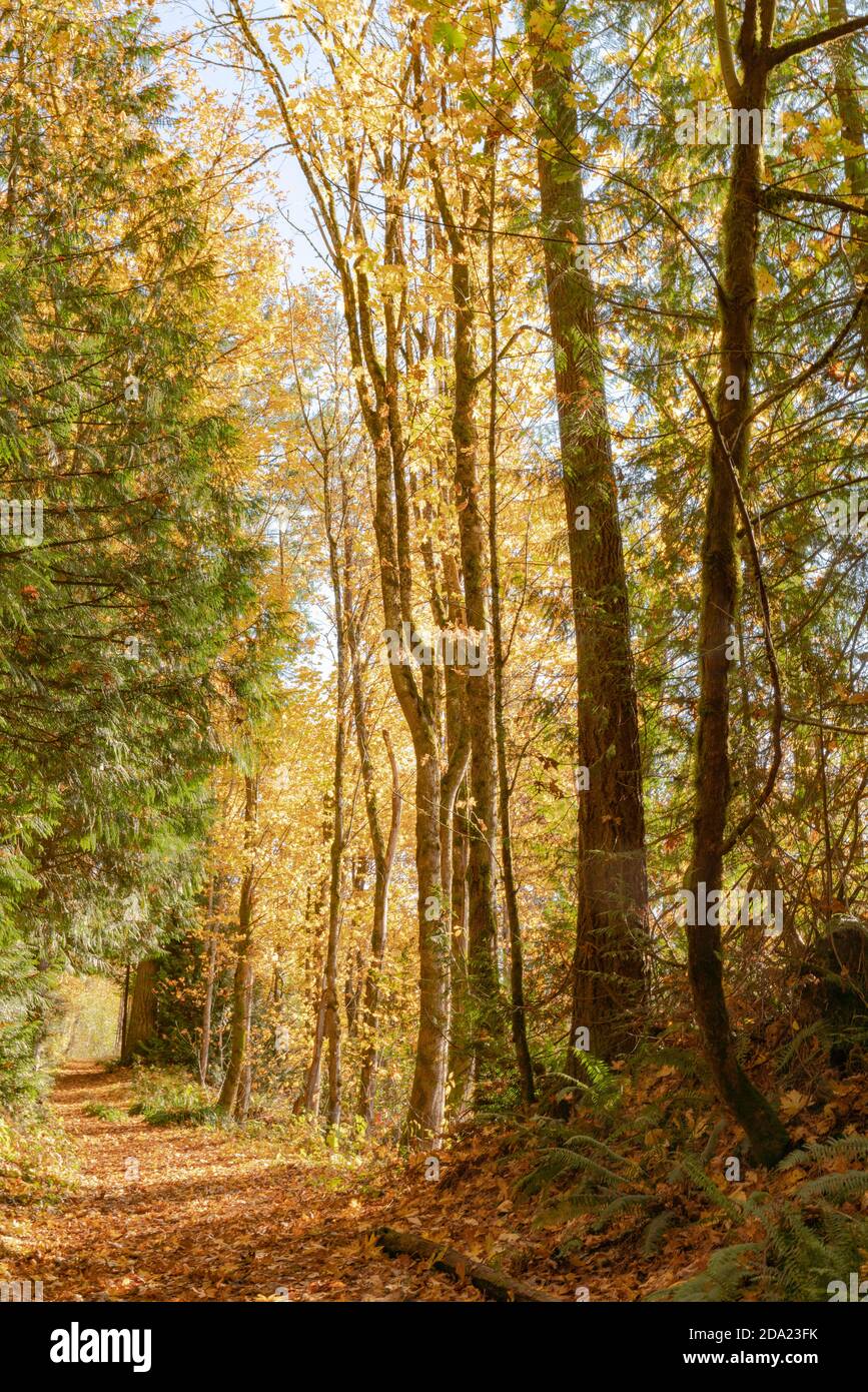 Path lined with trees with golden leaves hi-res stock photography and ...