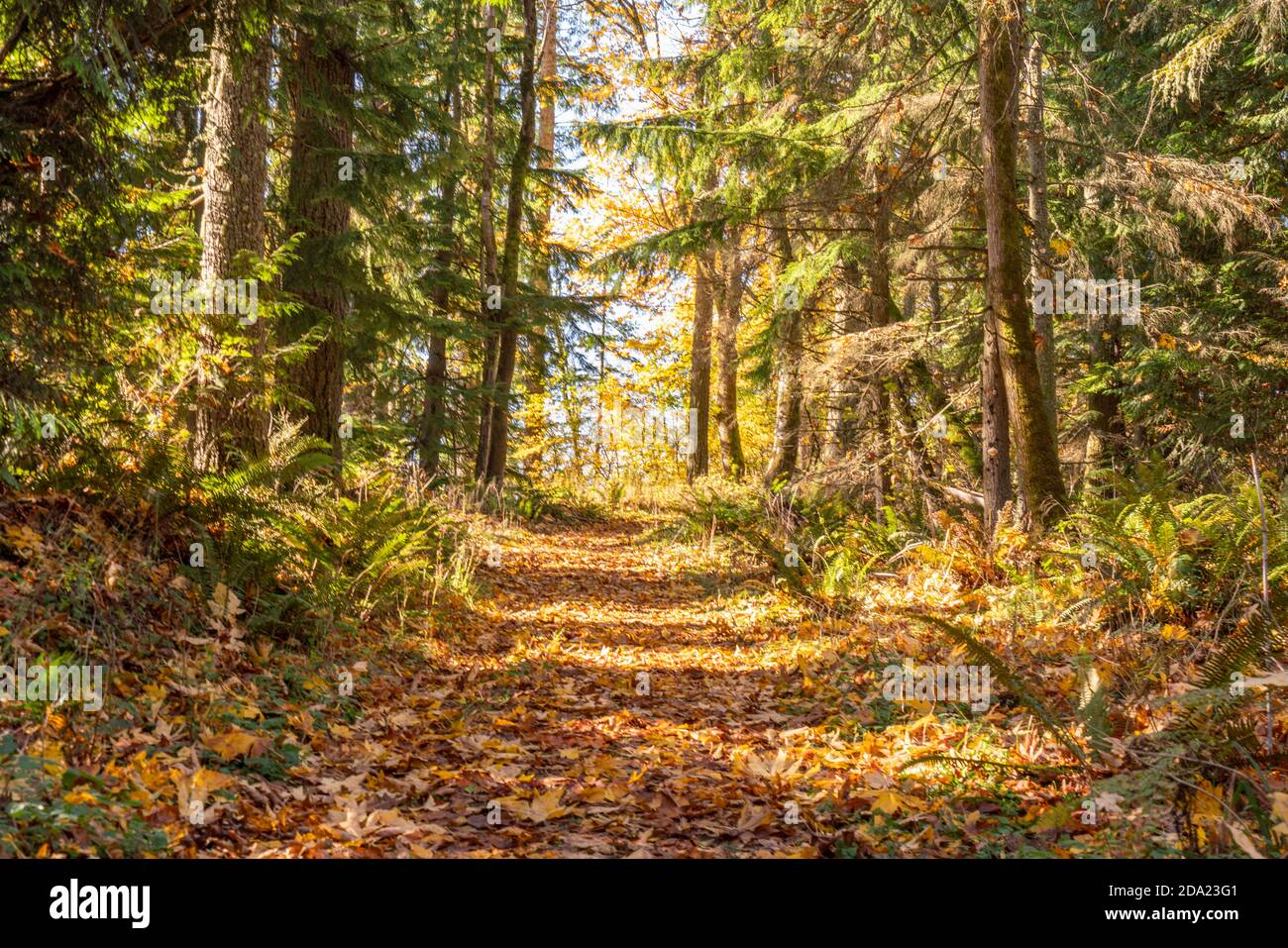 Mountain trail, autumn leaves, and sunshine Stock Photo - Alamy