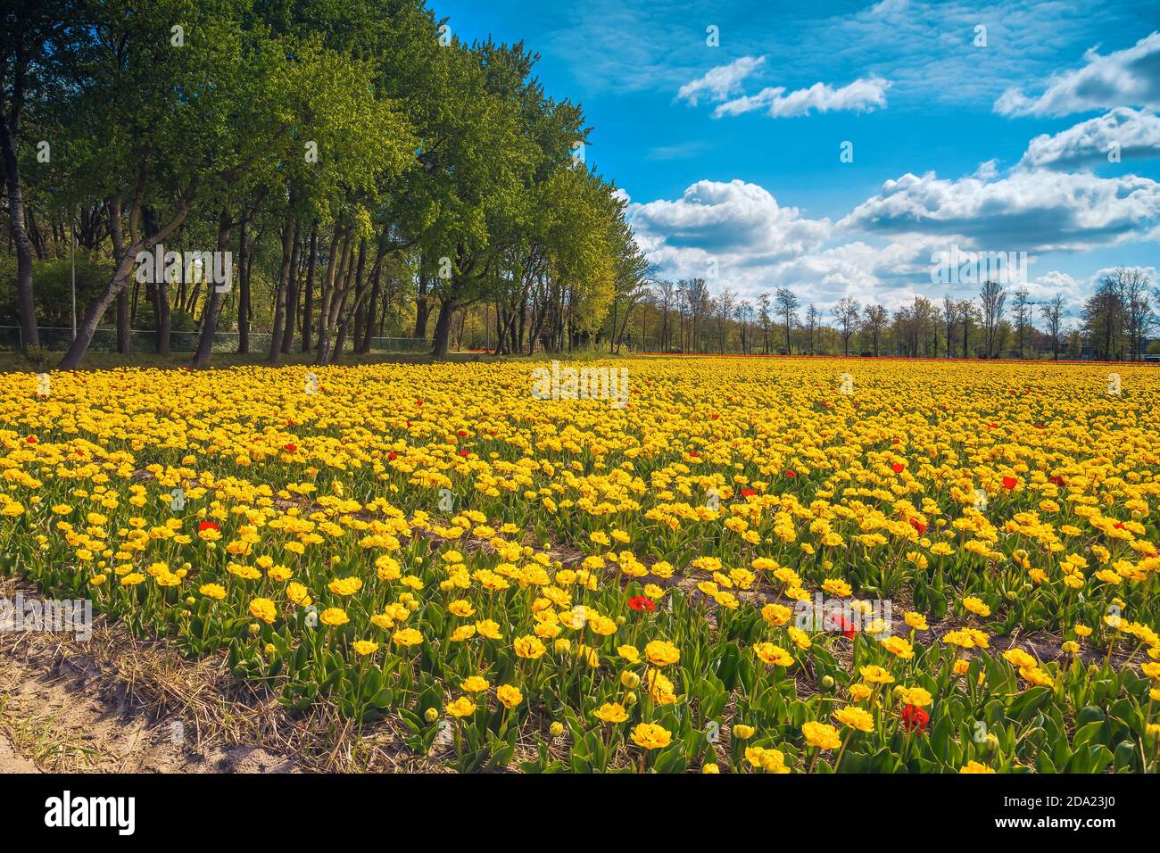 Netherlands landscape hi-res stock photography and images - Alamy
