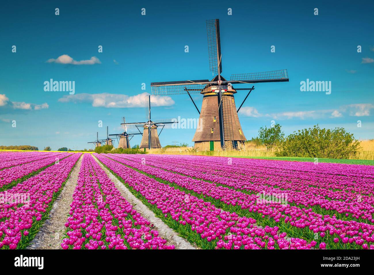 Netherlands windmill tulip hi-res stock photography and images - Alamy