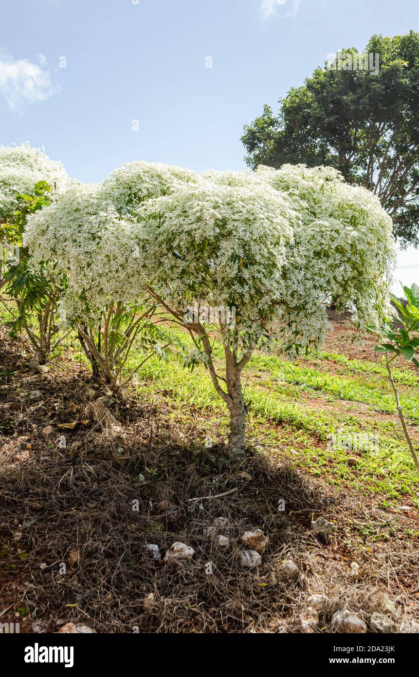 Lace euphorbia hi-res stock photography and images - Alamy