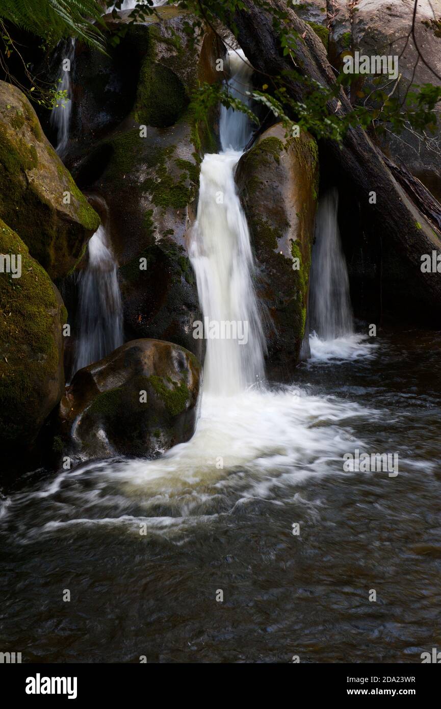 Australian alpine forest hi-res stock photography and images - Alamy