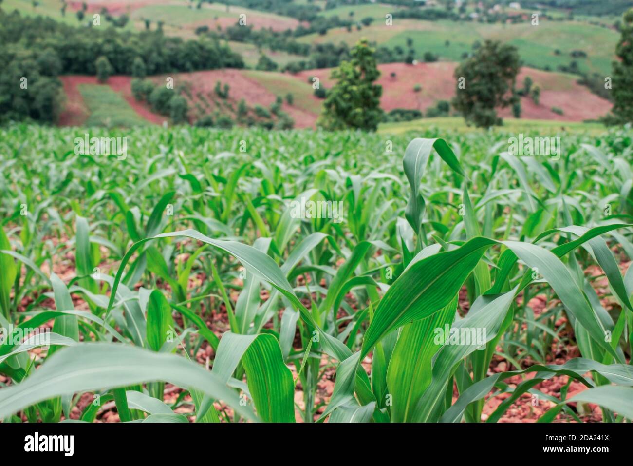 Corn growing on the hillside in Thailand Stock Photo - Alamy