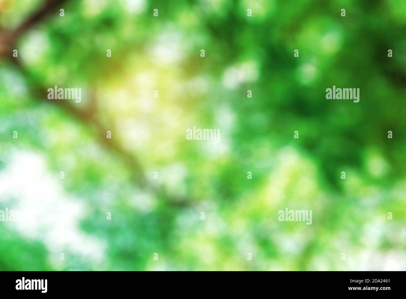 tree and refreshing nature with green background Stock Photo - Alamy