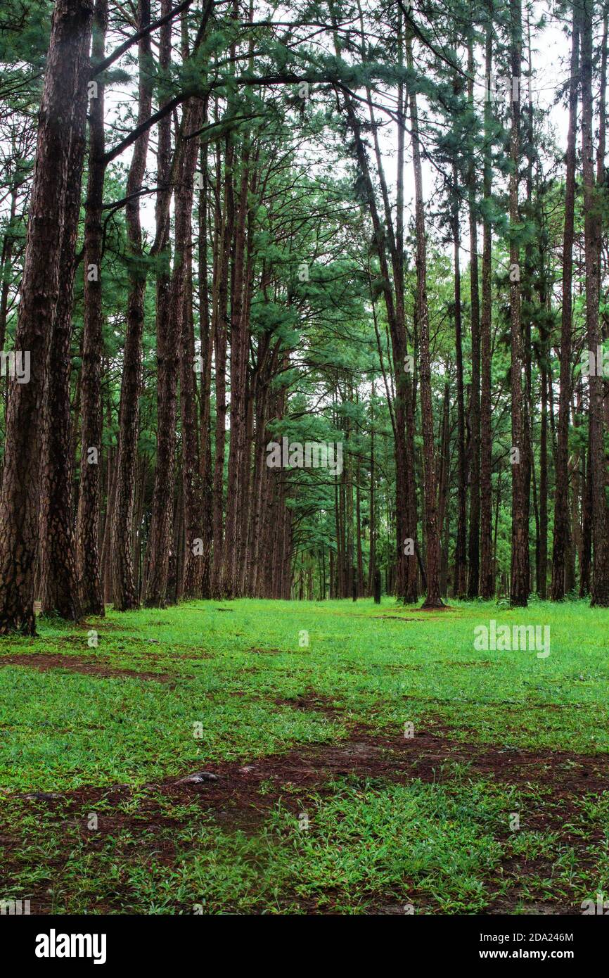 富士三十六景 駿河三保の松原 pine groves hi-res stock photography and images - Alamy