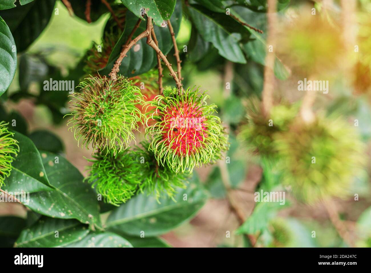 How to grow rambutan tree hi-res stock photography and images - Alamy