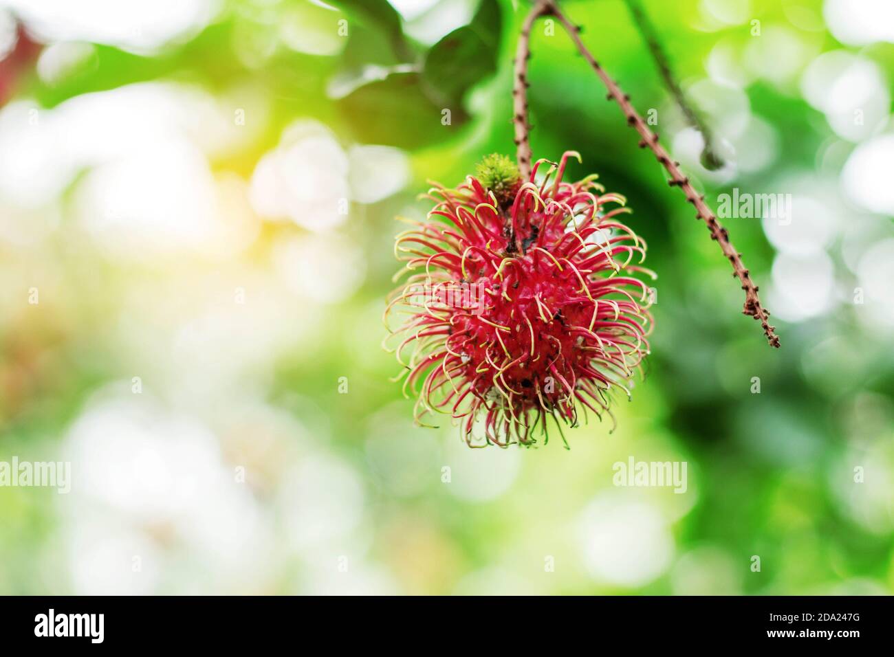 rambutan on tree with the sun shines Stock Photo - Alamy