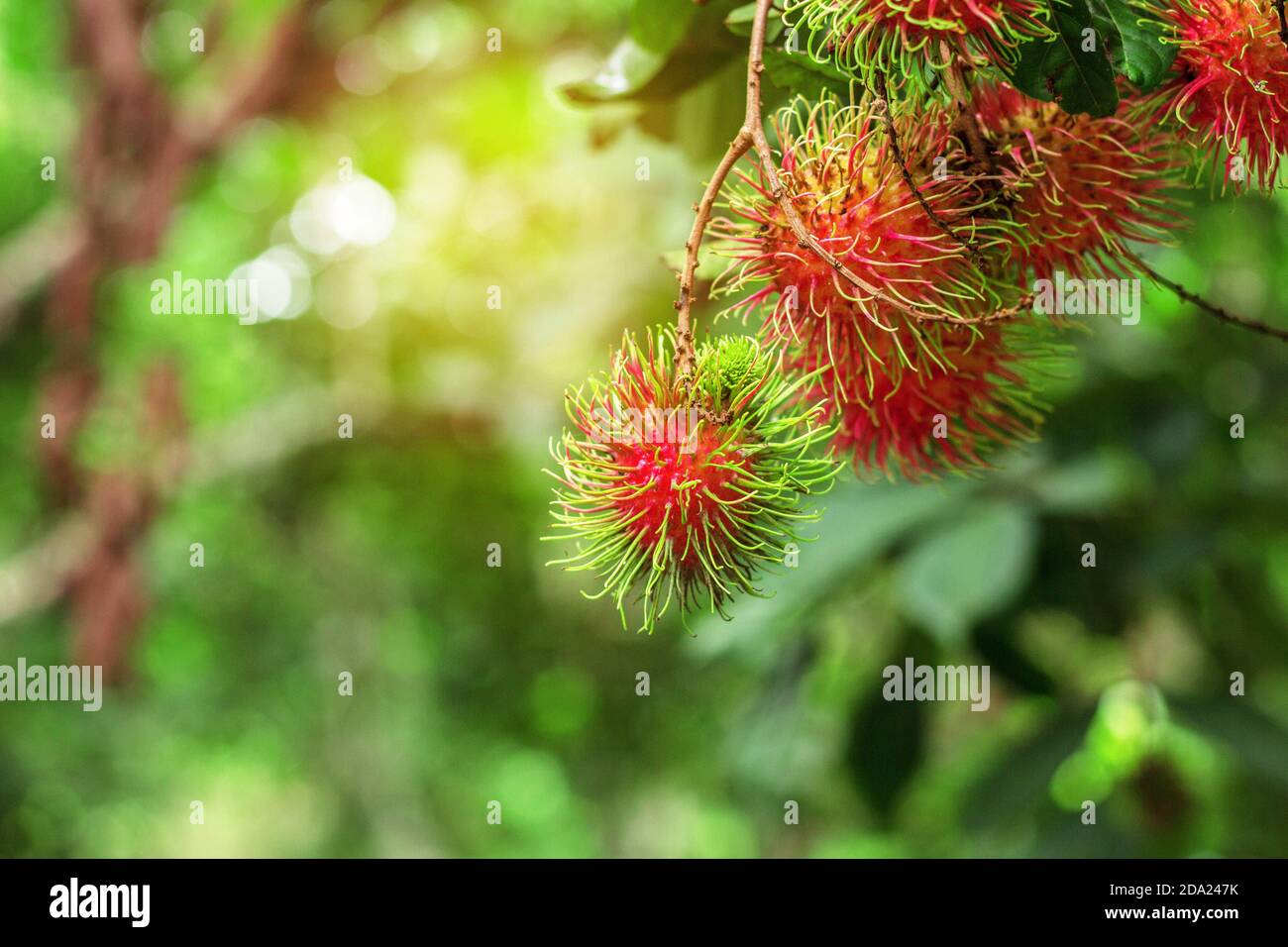 Red rambutan on top with sun shines Stock Photo - Alamy