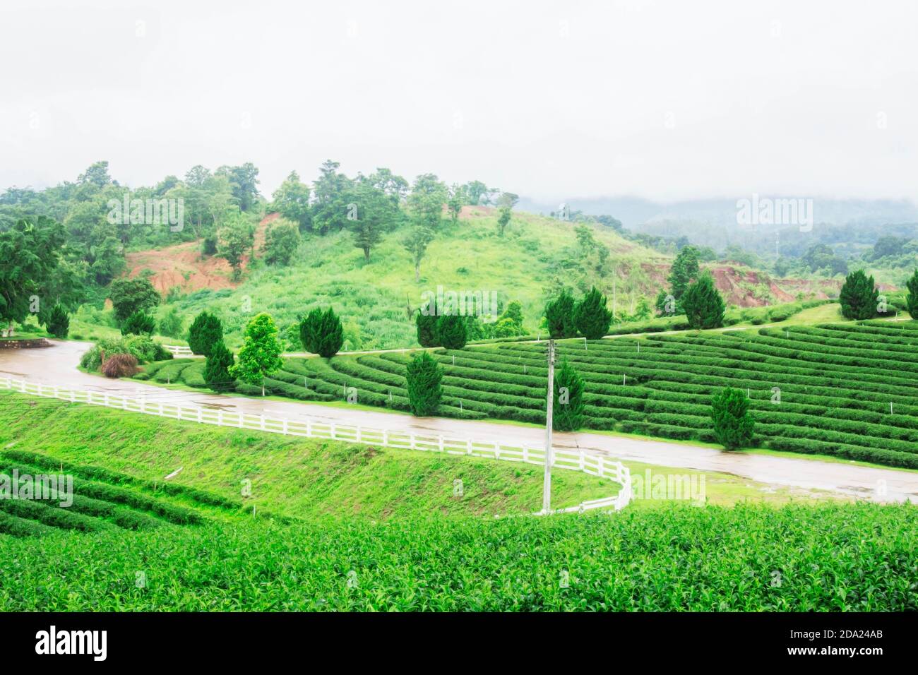 walkway of tea farm with refreshing in the rainy season Stock Photo - Alamy