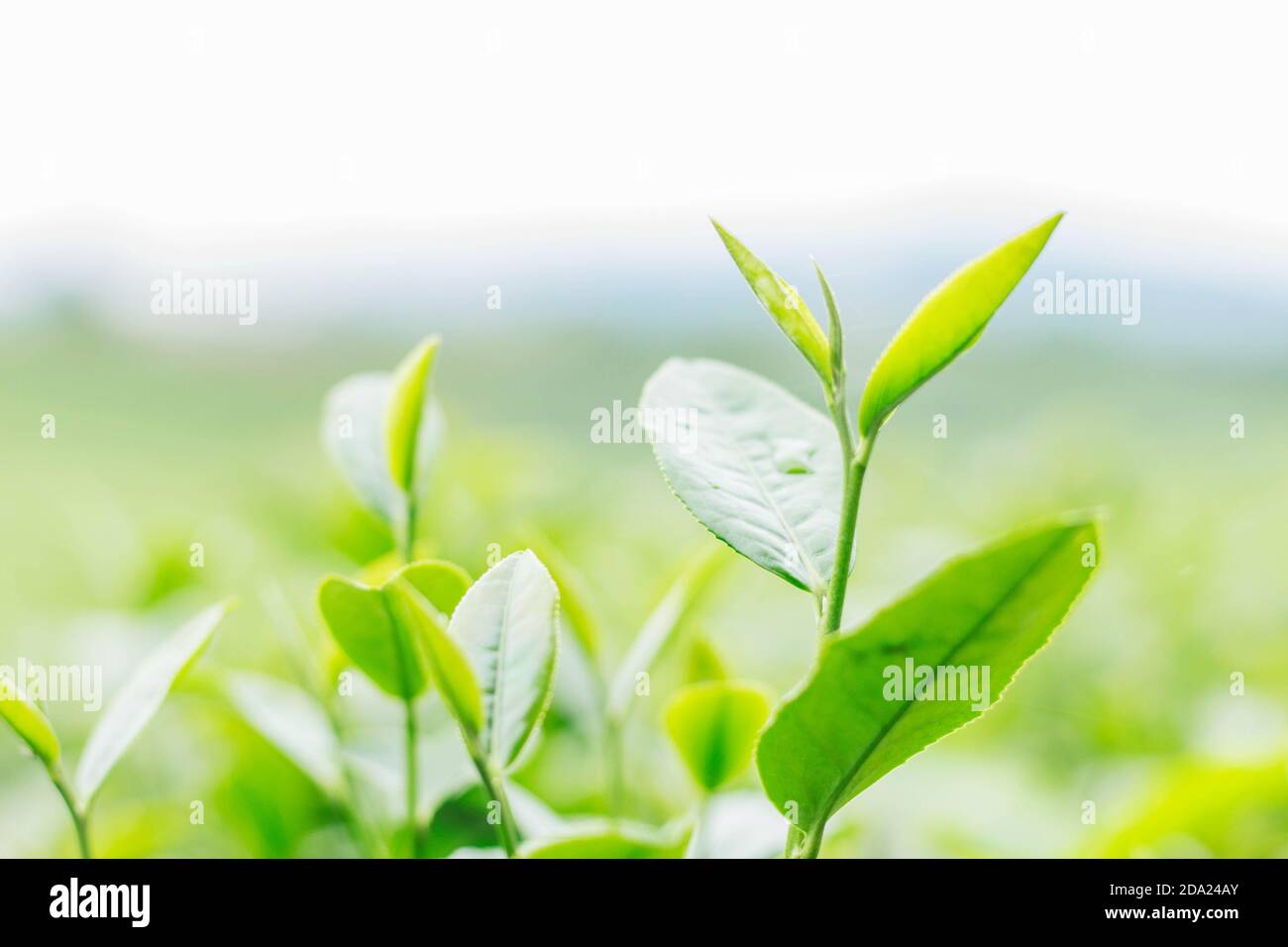 young tea growing on a green background Stock Photo - Alamy