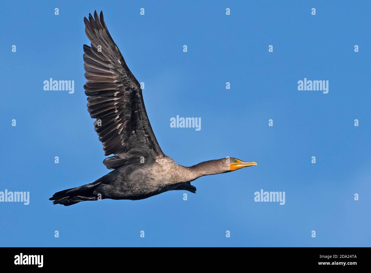A Double-crested Cormorant In Flight Stock Photo - Alamy