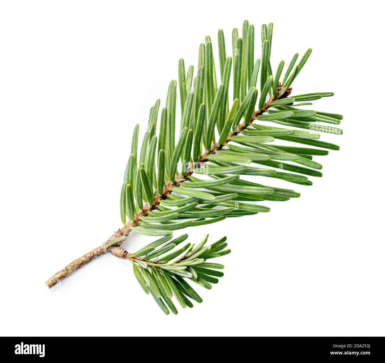 Fir tree branch isolated on white background. Green Pine close up ...