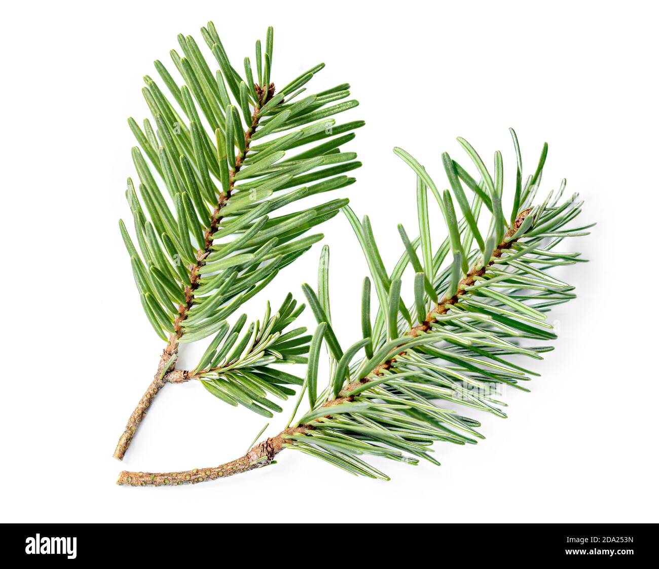 Detailed Christmas tree branches isolated on white background. Flat lay ...