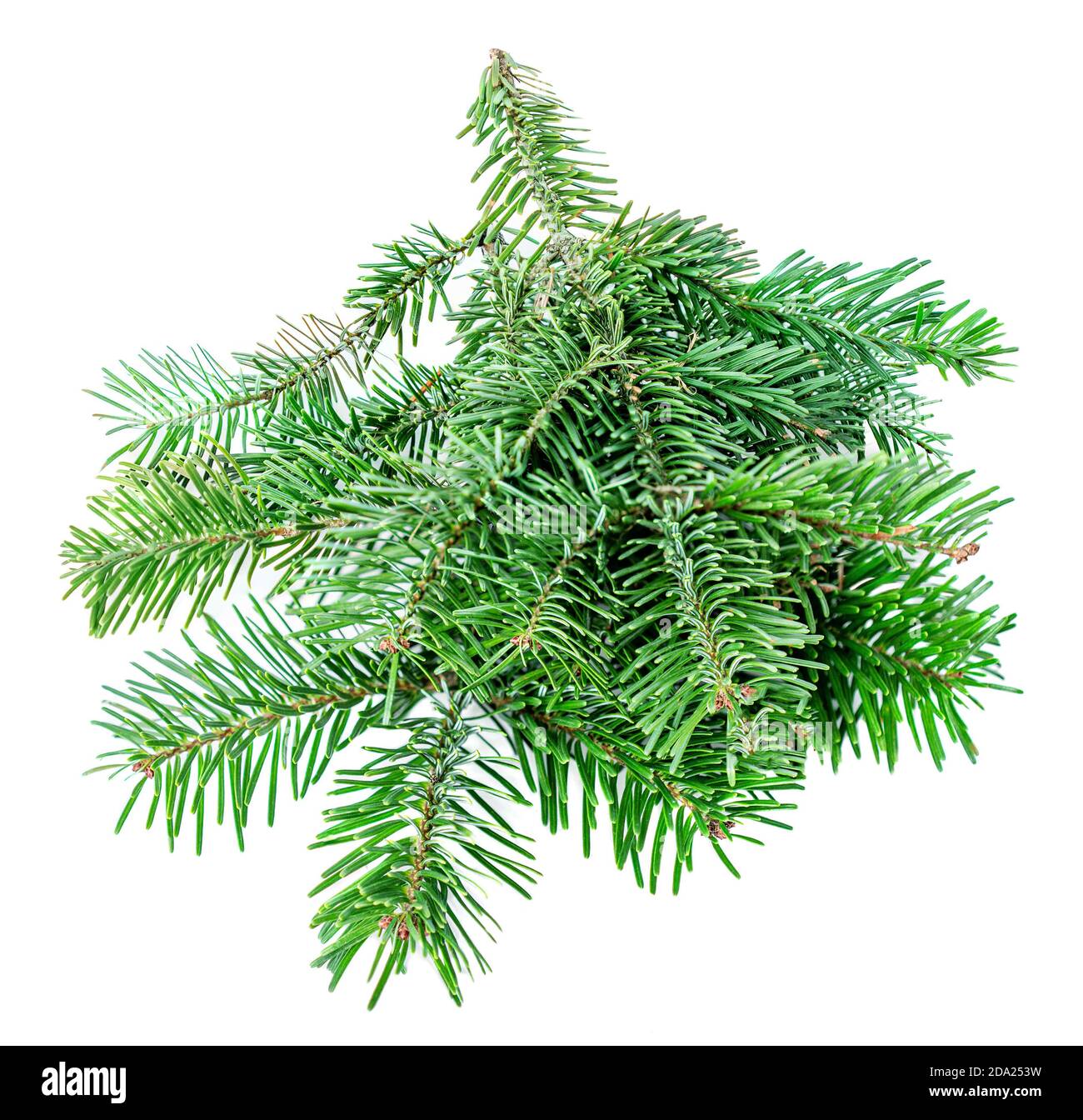 Fir tree branch isolated on white background. Green Pine close up ...