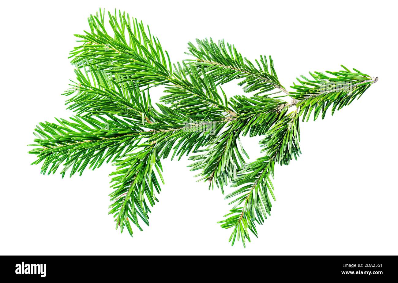 White spruce tree hi-res stock photography and images - Alamy