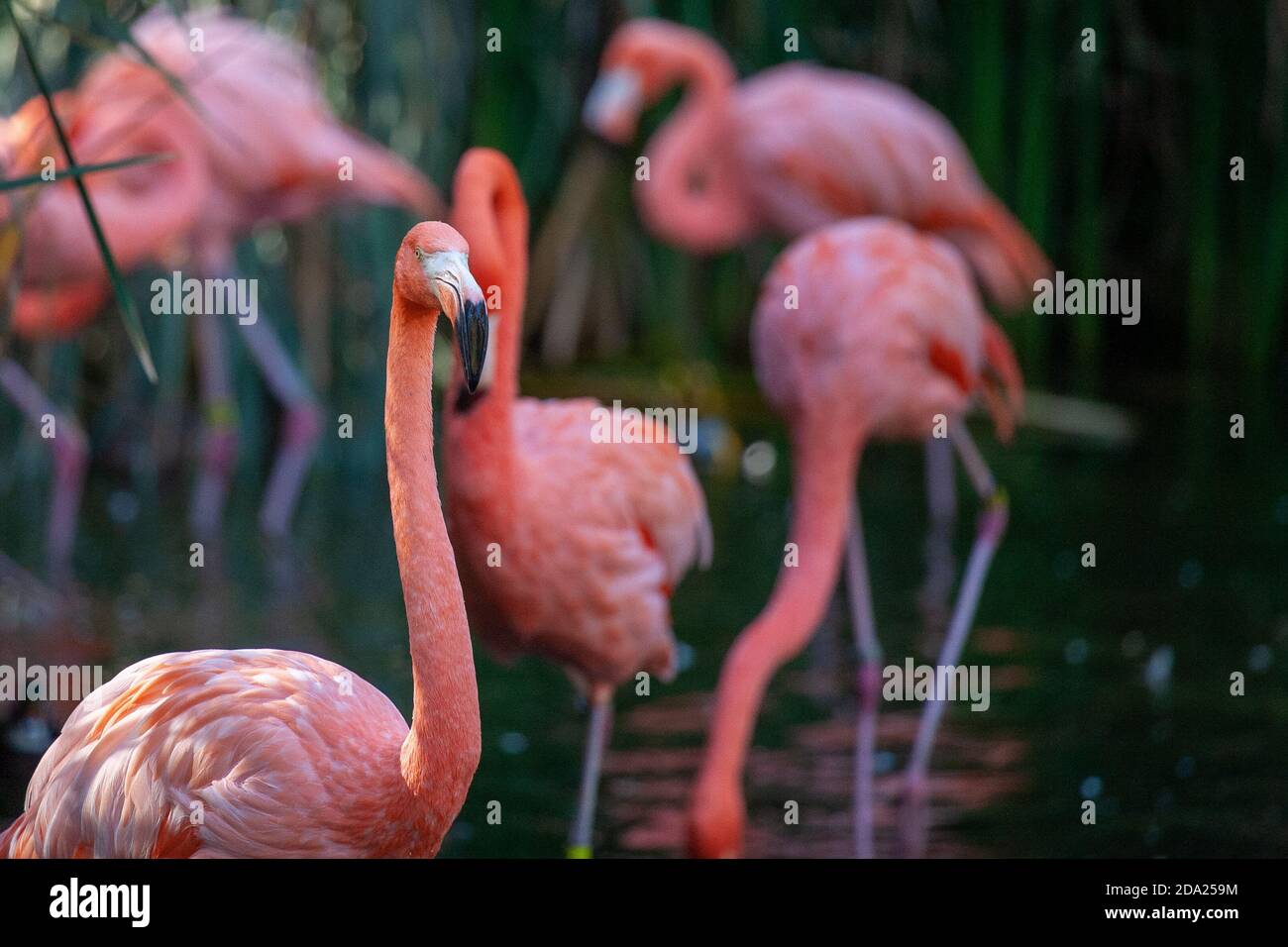 Flamingo looking at the camera while others and various states Stock ...