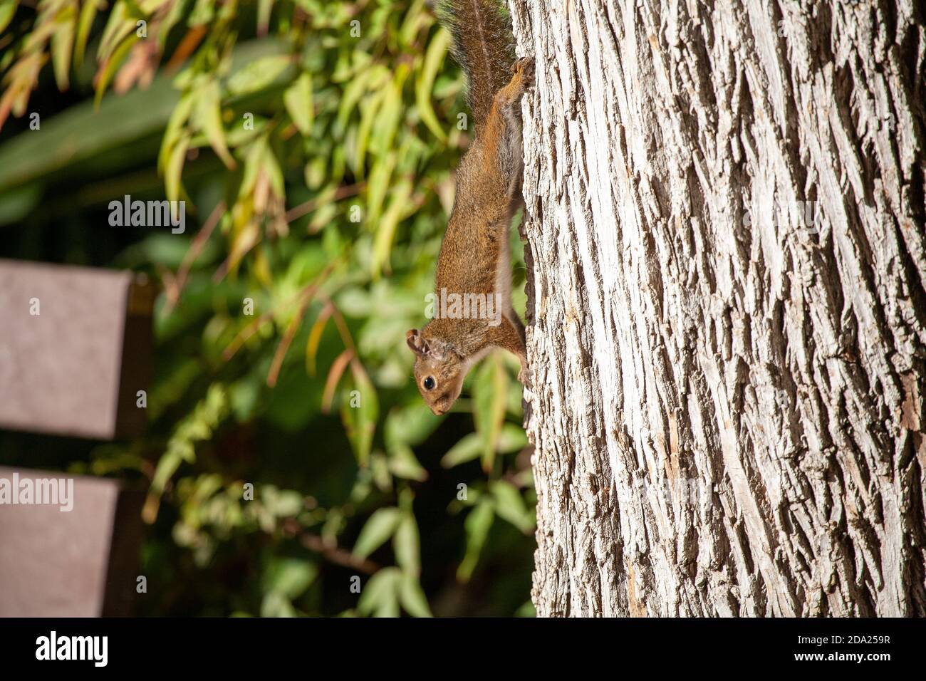 Squirrel looking down on a tree Stock Photo - Alamy