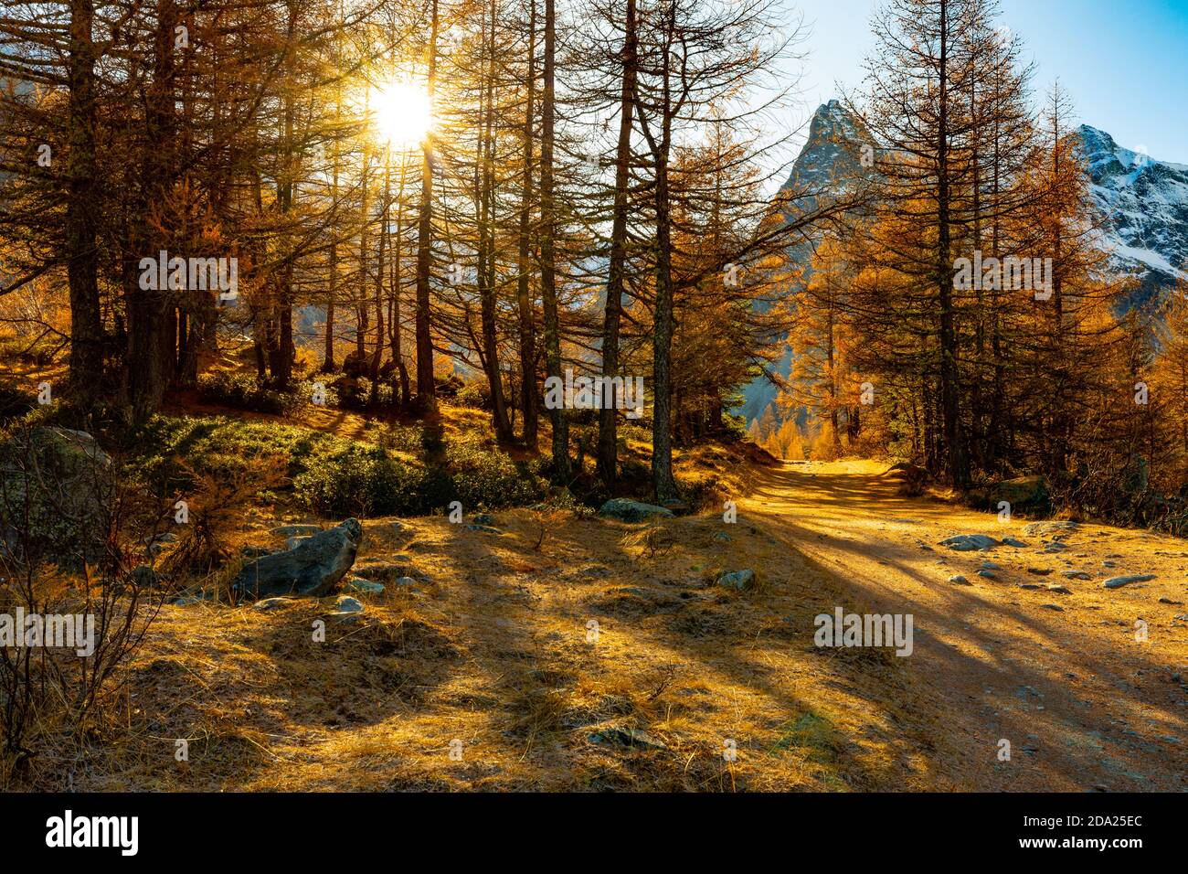 An autumn morning with the sun rising behind trees in autumn colours ...
