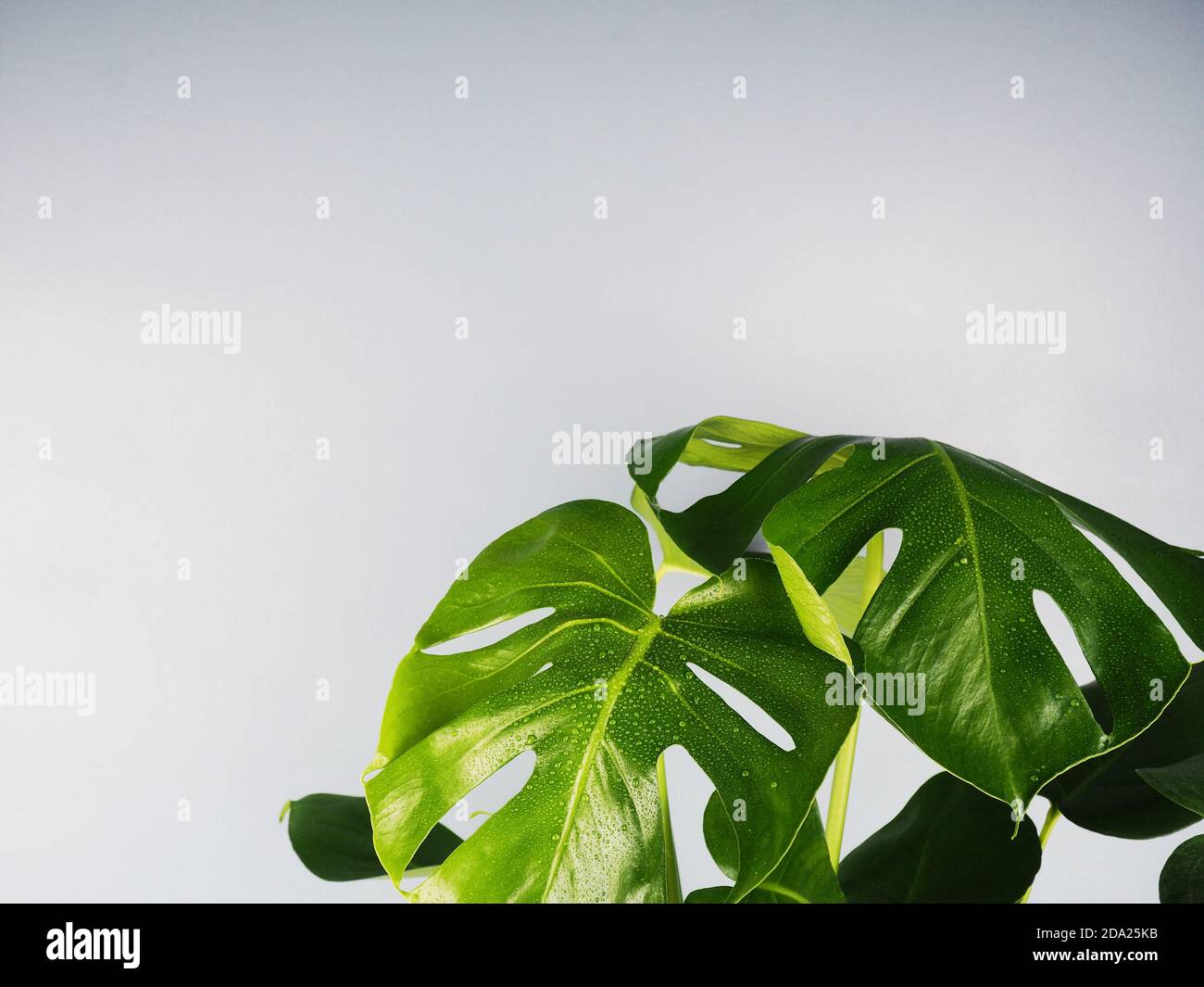Monstera deliciosa houseplant in bright sunlight. Hipster scandinavian ...