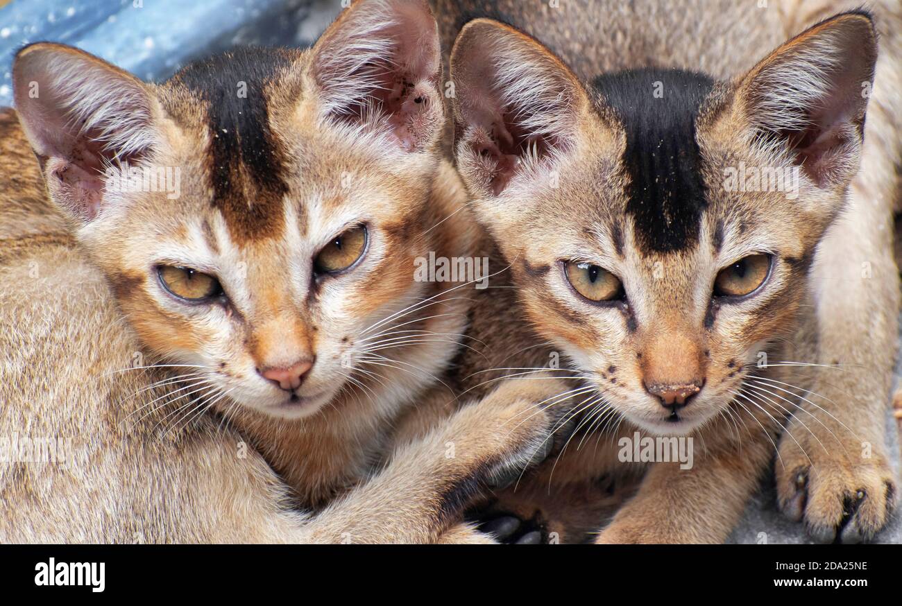 Altriciality hi-res stock photography and images - Alamy