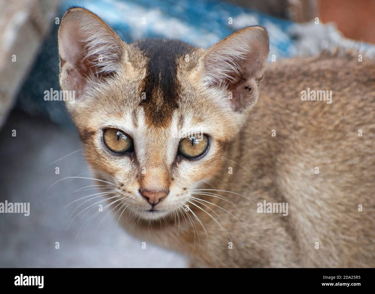 A kitten is a juvenile cat. After being born, kittens display primary ...