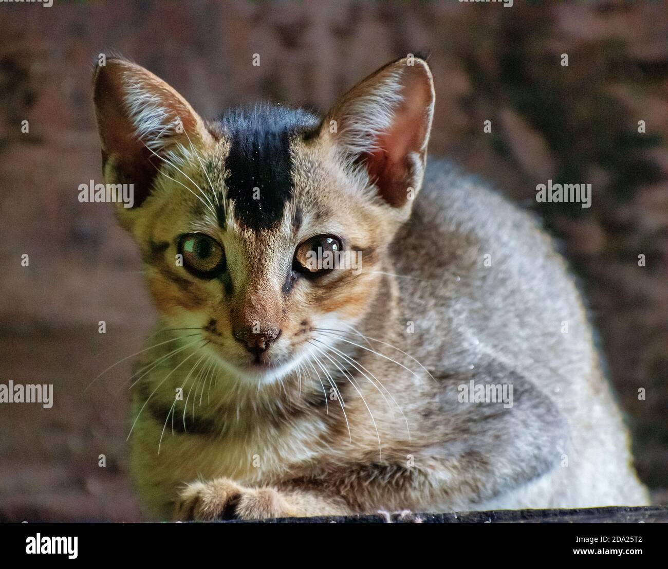 A kitten is a juvenile cat. After being born, kittens display primary ...