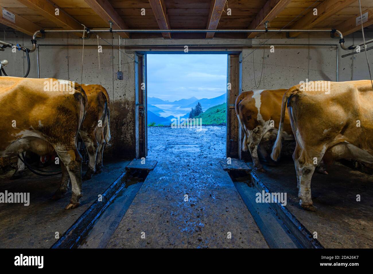 Cows during milking in a cow barn in front of an open gate with alpine ...