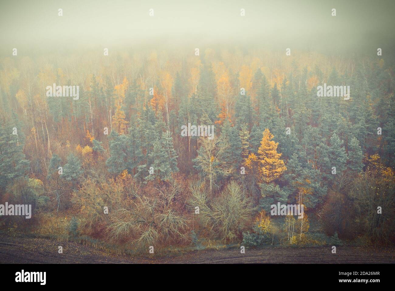 The edge of the forest in a mystical fog in November during the ...