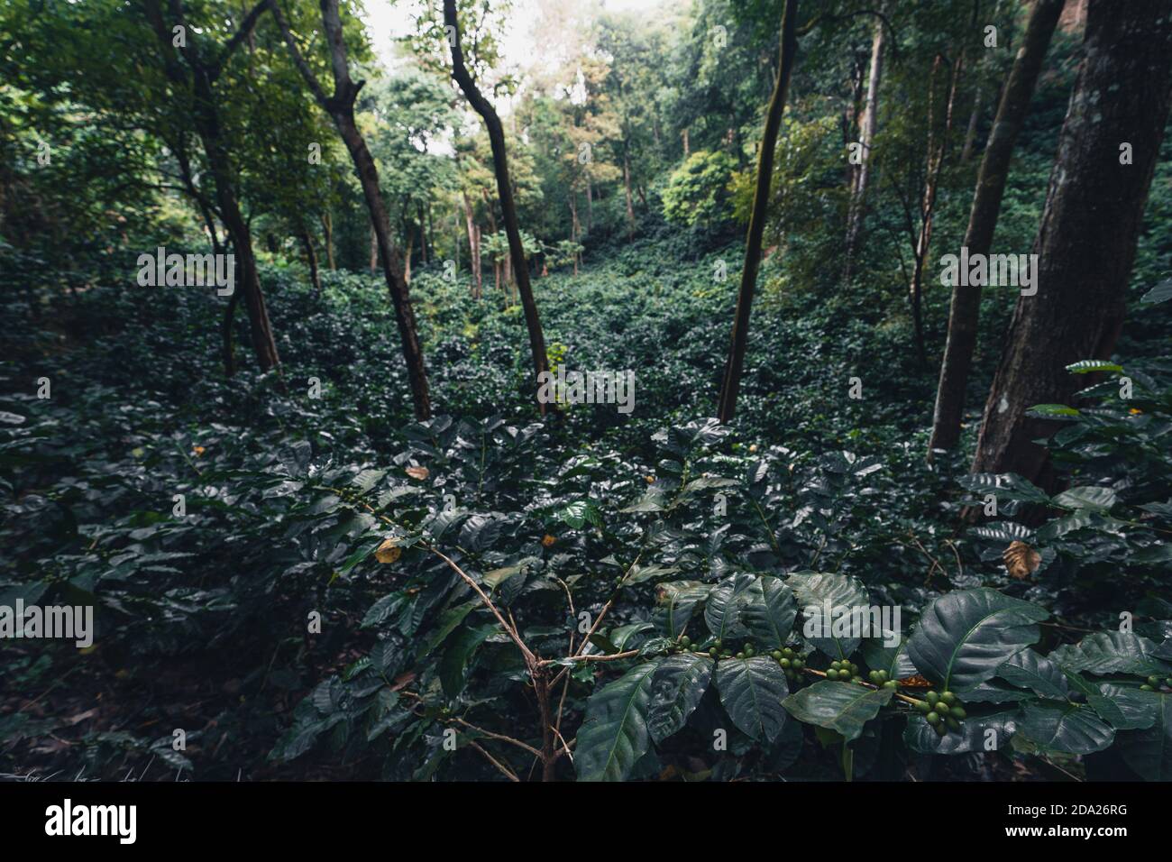 Arabica coffee plantation under a big tree in Asia Dark green coffee ...