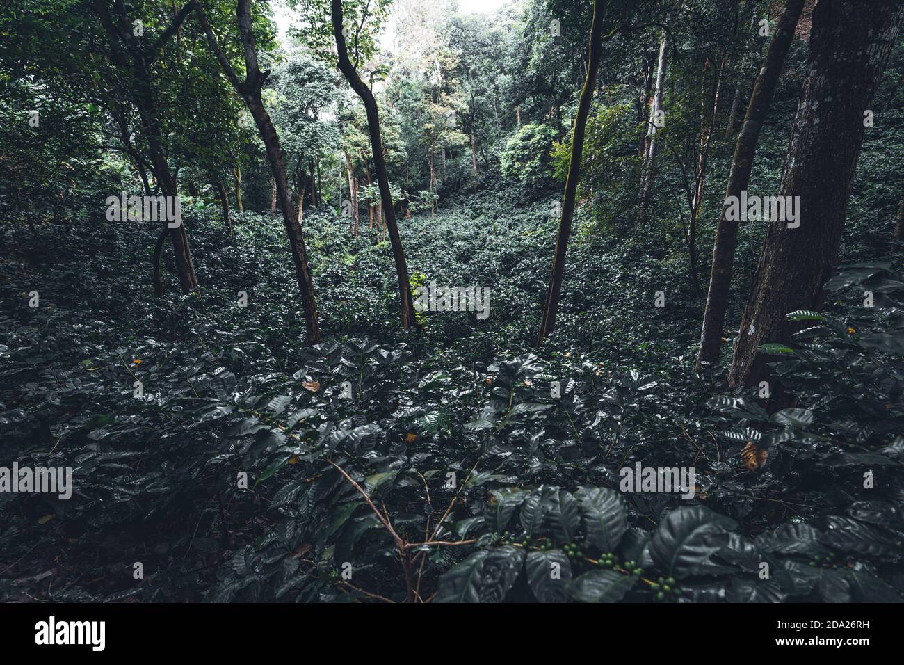Arabica coffee plantation under a big tree in Asia Dark green coffee ...