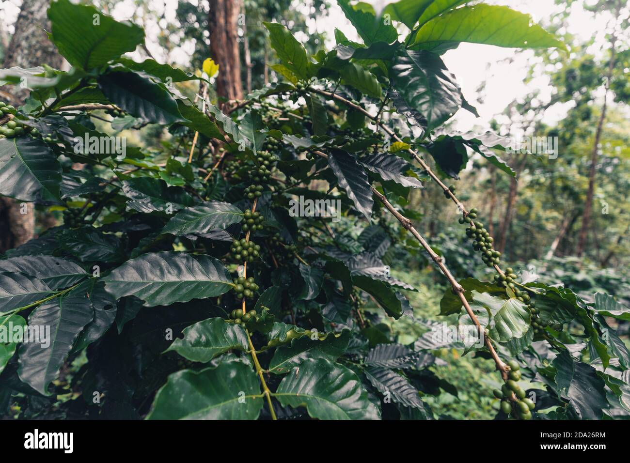 Arabica coffee plantation under a big tree in Asia Dark green coffee ...