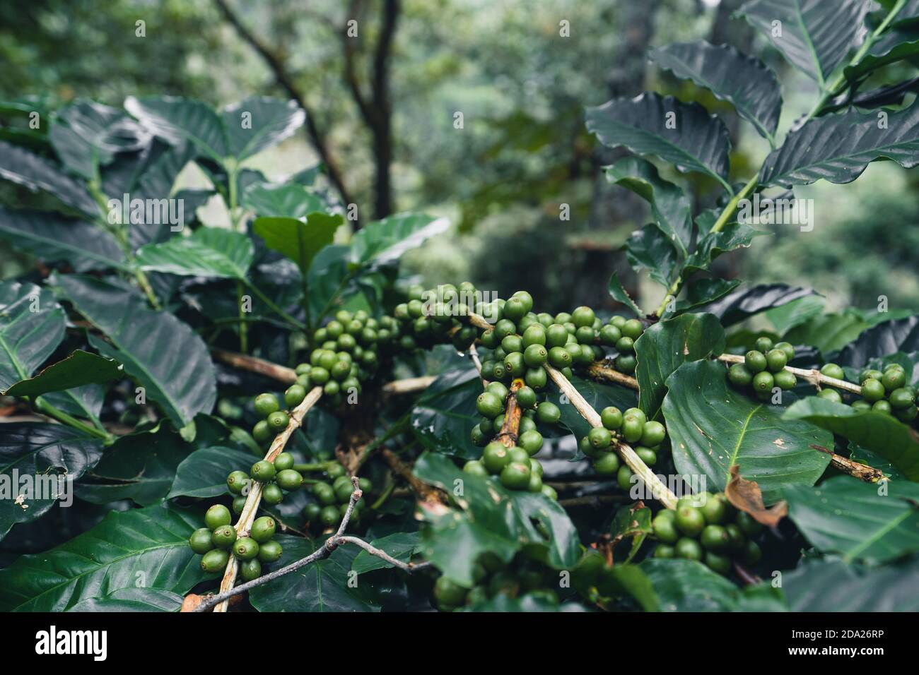 Arabica coffee plantation under a big tree in Asia Dark green coffee ...