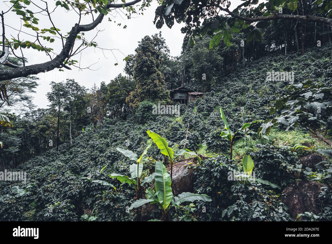 Arabica coffee plantation under a big tree in Asia Dark green coffee ...