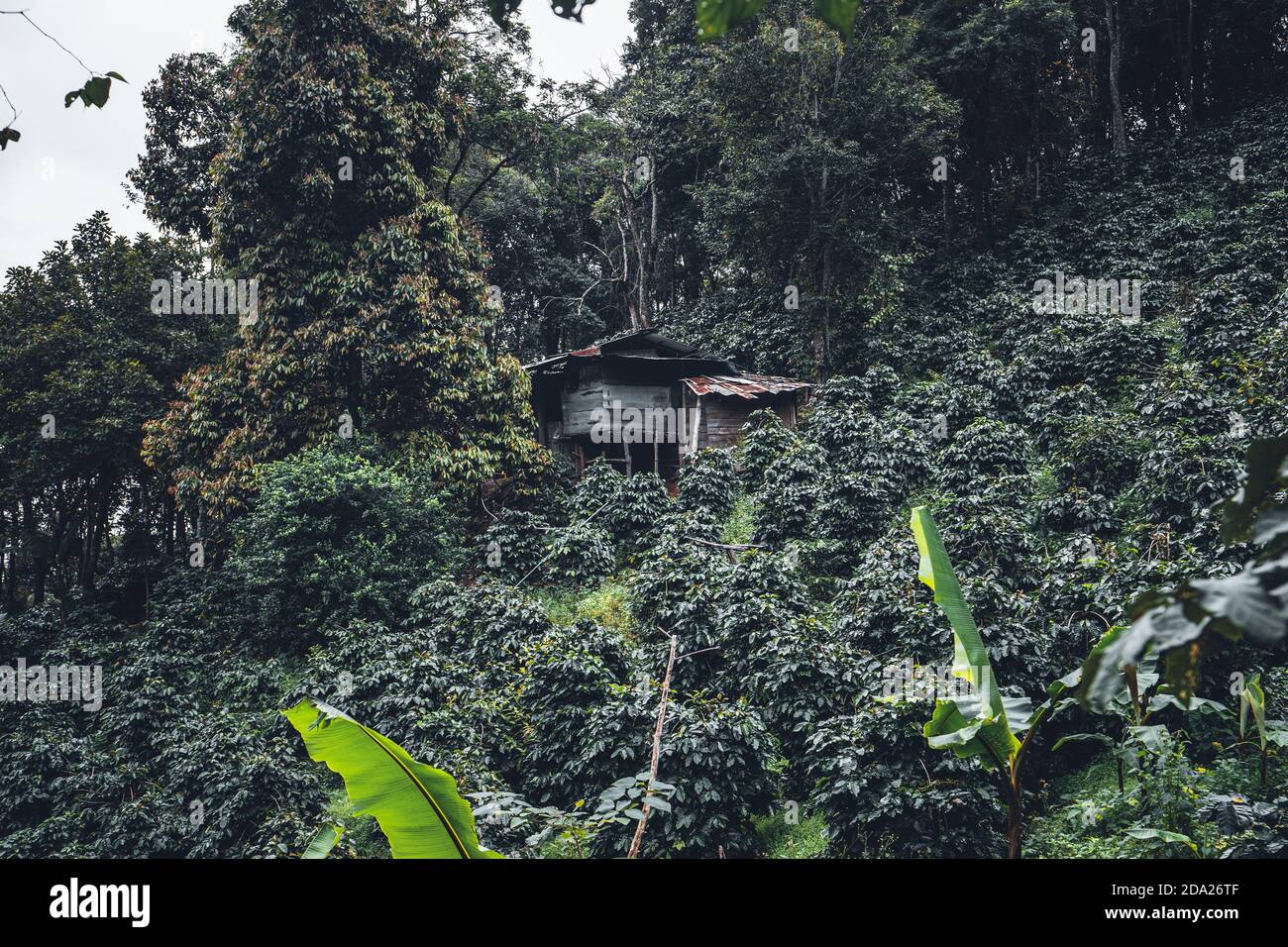 Arabica coffee plantation under a big tree in Asia Dark green coffee ...