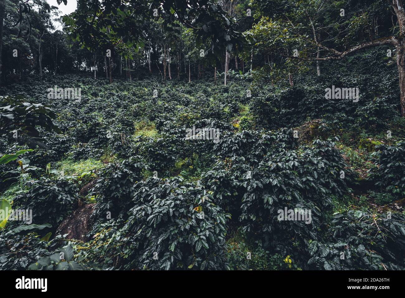 Arabica coffee plantation under a big tree in Asia Dark green coffee ...