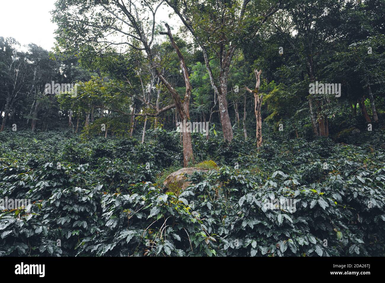 Arabica coffee plantation under a big tree in Asia Dark green coffee ...